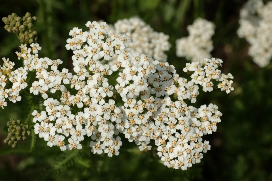 Yarrow: Benefits, Dosage, Side Effects, Drug Interactions, and Other ...
