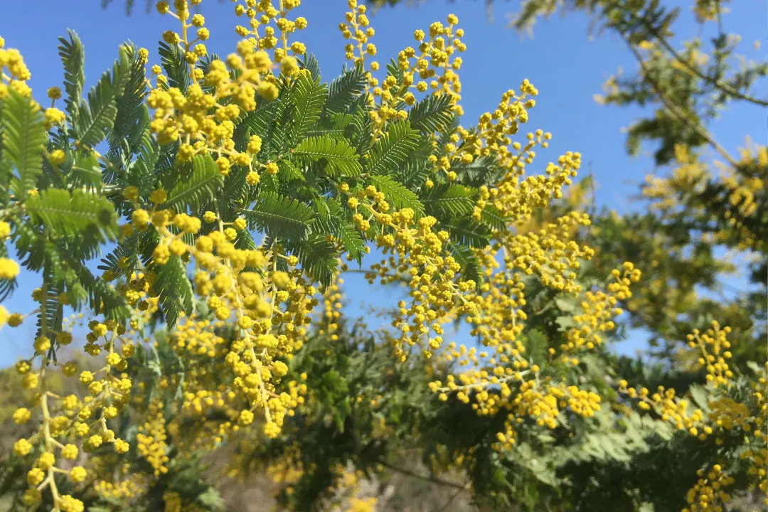 Acacia Rigidula: Benefits, Dosage, Side Effects, Drug Interactions, and ...