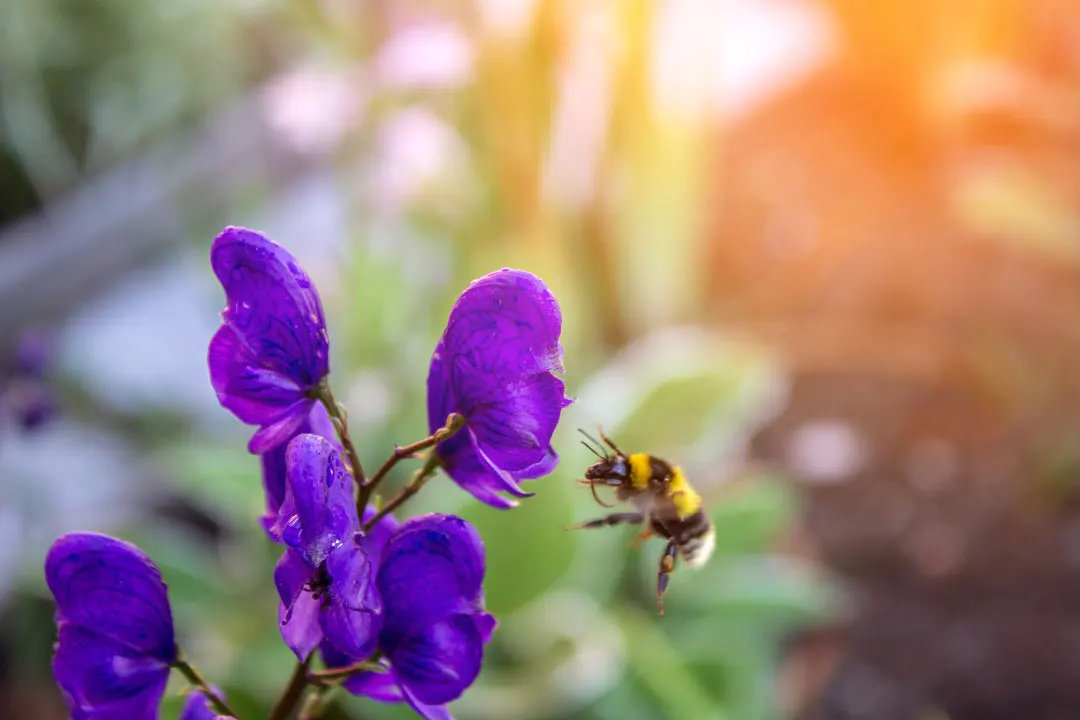 Aconite: Benefits, Dosage, Side Effects, Drug Interactions, and Other ...