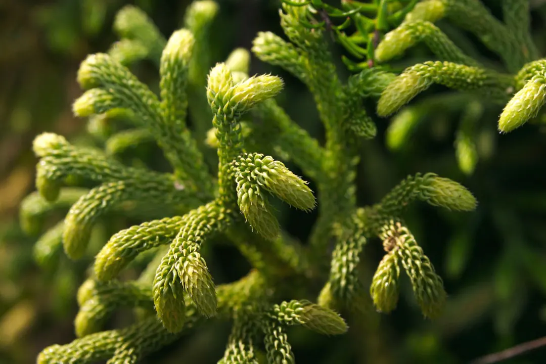 Chinese Club Moss: Benefits, Dosage, Side Effects, Drug Interactions ...
