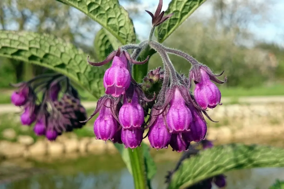 Comfrey: Benefits, Dosage, Side Effects, Drug Interactions, and Other ...