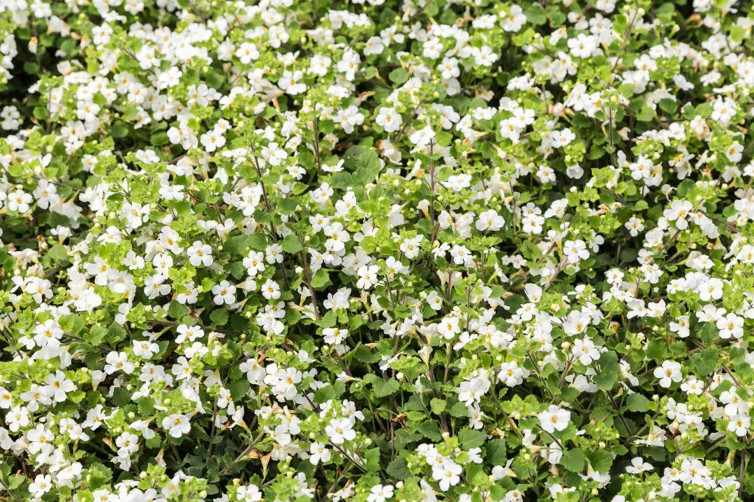 Cnidium: Benefits, Dosage, Side Effects, Drug Interactions, and Other ...