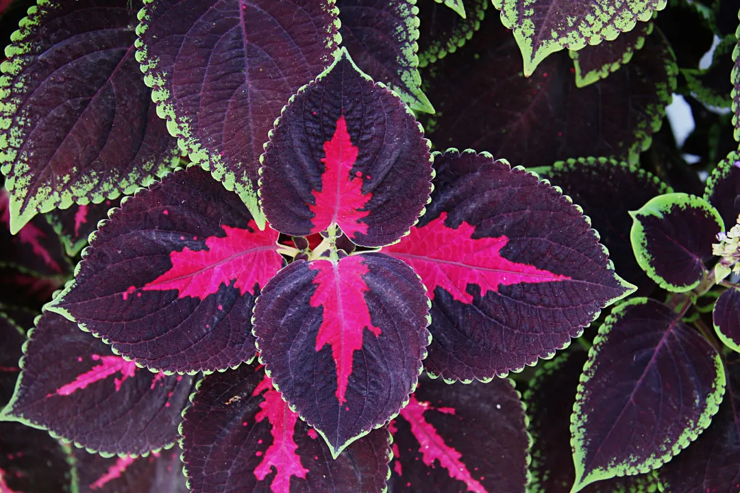 Coleus: Benefits, Dosage, Side Effects, Drug Interactions, and Other ...