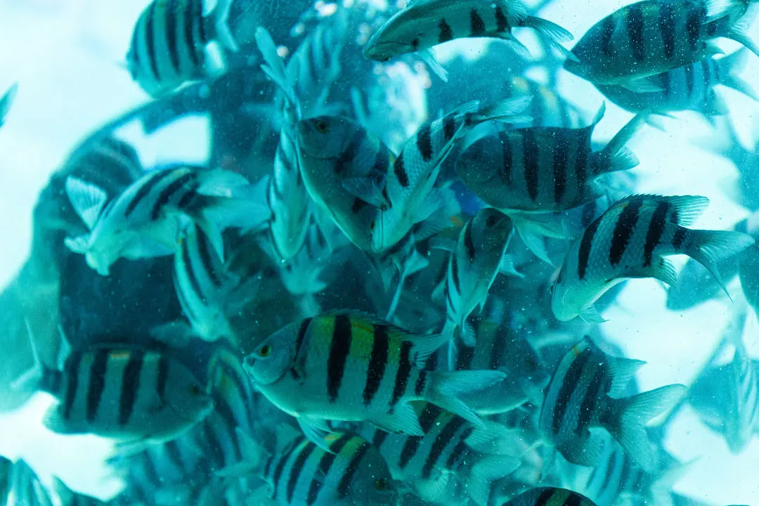 Ciguatera: Benefits, Dosage, Side Effects, Drug Interactions, and Other ...