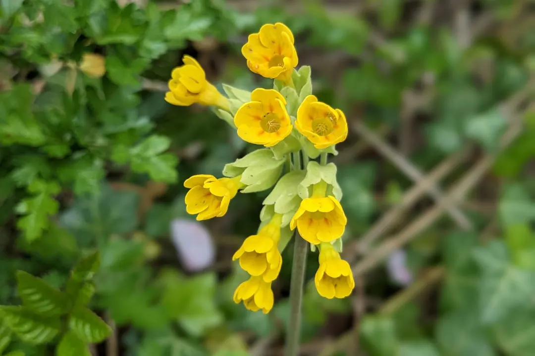 Cowslip: Benefits, Dosage, Side Effects, Drug Interactions, and Other ...