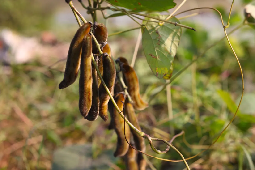 Cowhage: Benefits, Dosage, Side Effects, Drug Interactions, and Other ...