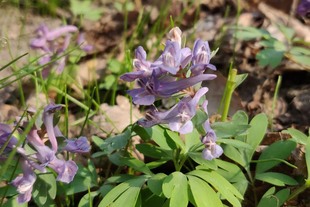 CORYDALIS: Benefits, Dosage, Side Effects, Drug Interactions, and Other ...