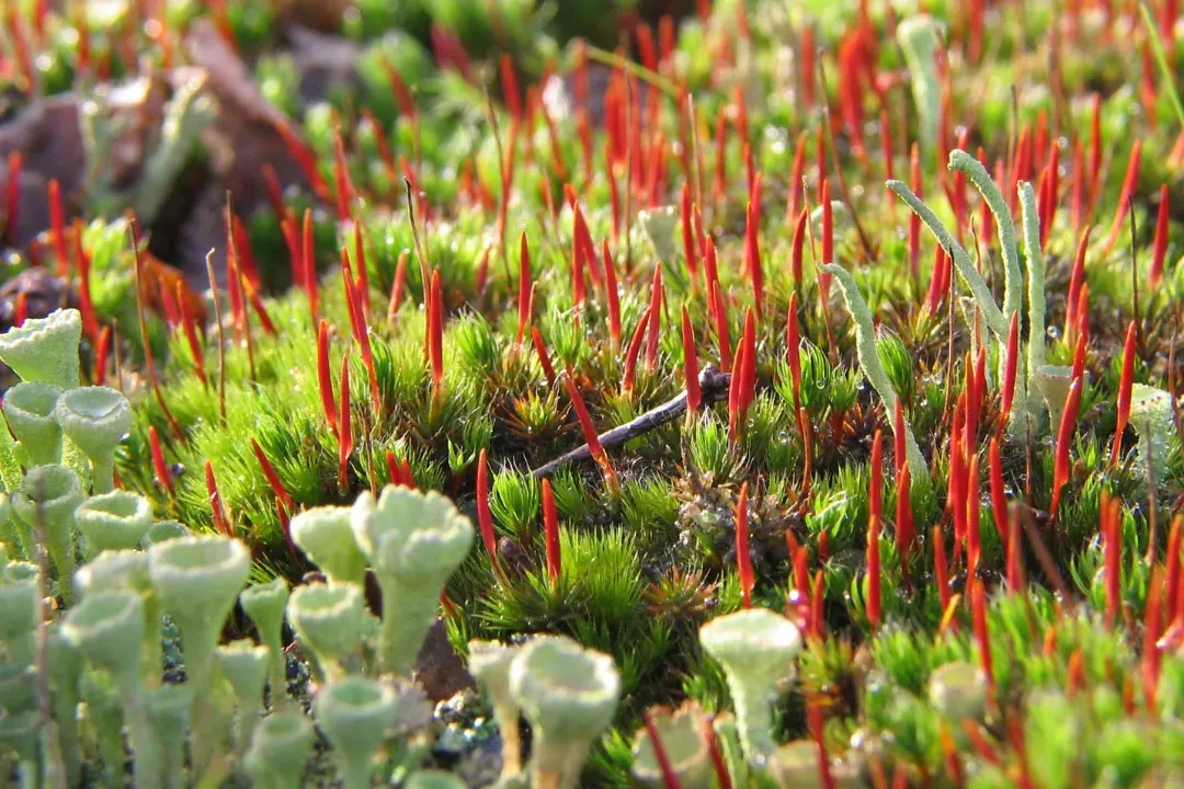 Cup Moss: Benefits, Dosage, Side Effects, Drug Interactions, and Other ...