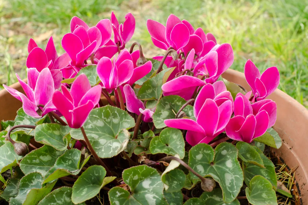 Cyclamen: Benefits, Dosage, Side Effects, Drug Interactions, and Other ...
