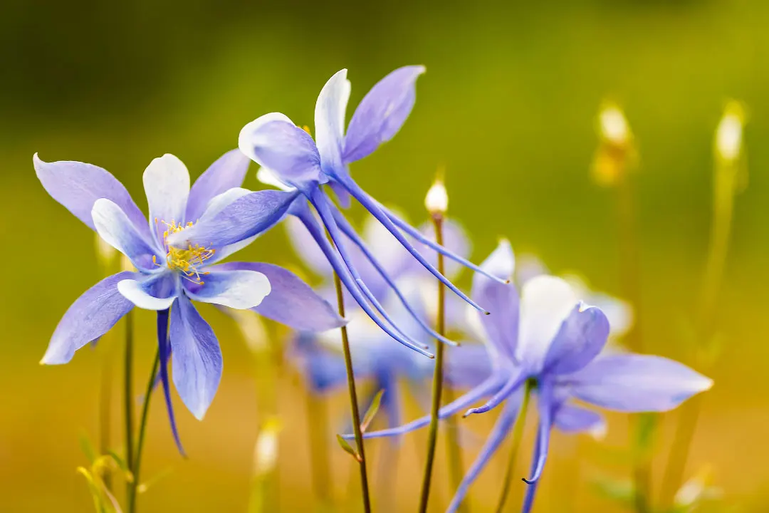 Columbine: Benefits, Dosage, Side Effects, Drug Interactions, and Other ...