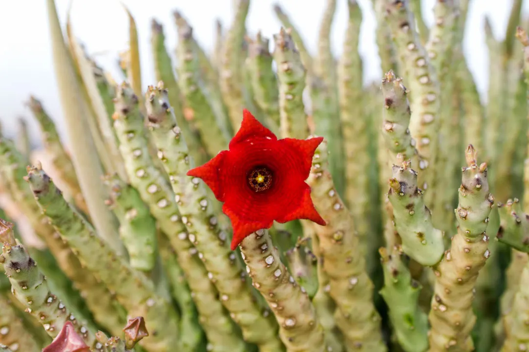 Caralluma: Benefits, Dosage, Side Effects, Drug Interactions, and Other ...