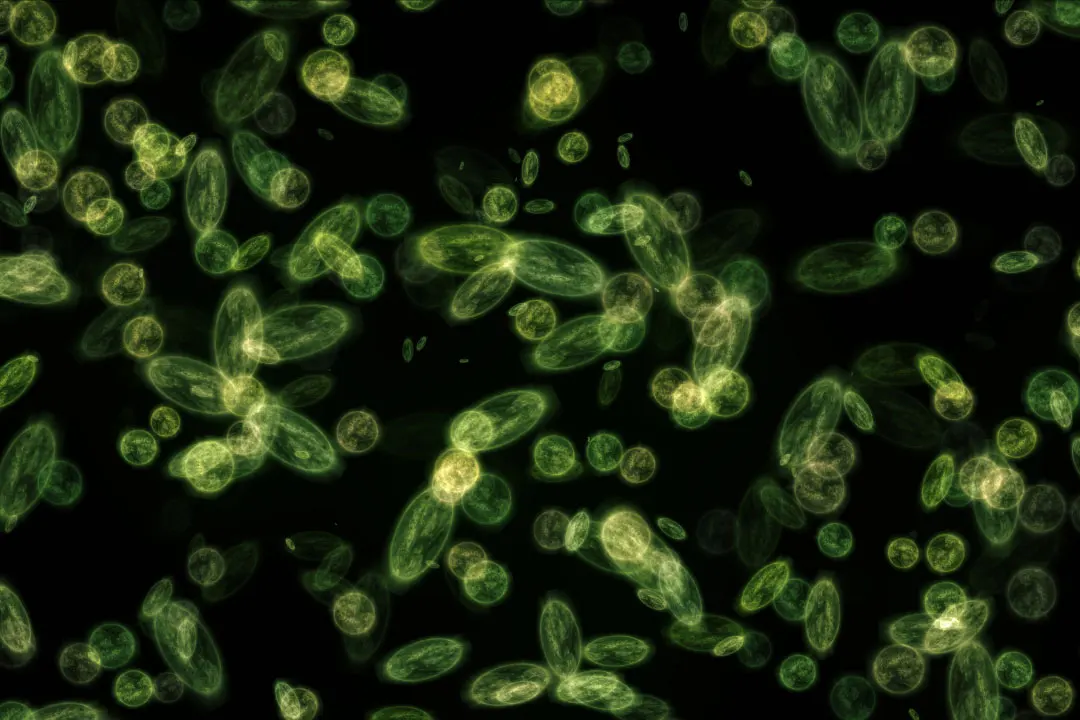 Canthaxanthin: Benefits, Dosage, Side Effects, Drug Interactions, and ...