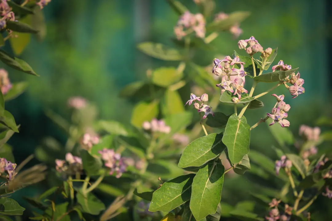 CALOTROPIS: Benefits, Dosage, Side Effects, Drug Interactions, and ...