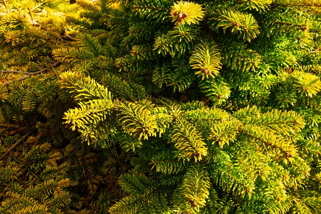 Dwarf Pine Needles: Benefits, Dosage, Side Effects, Drug Interactions ...