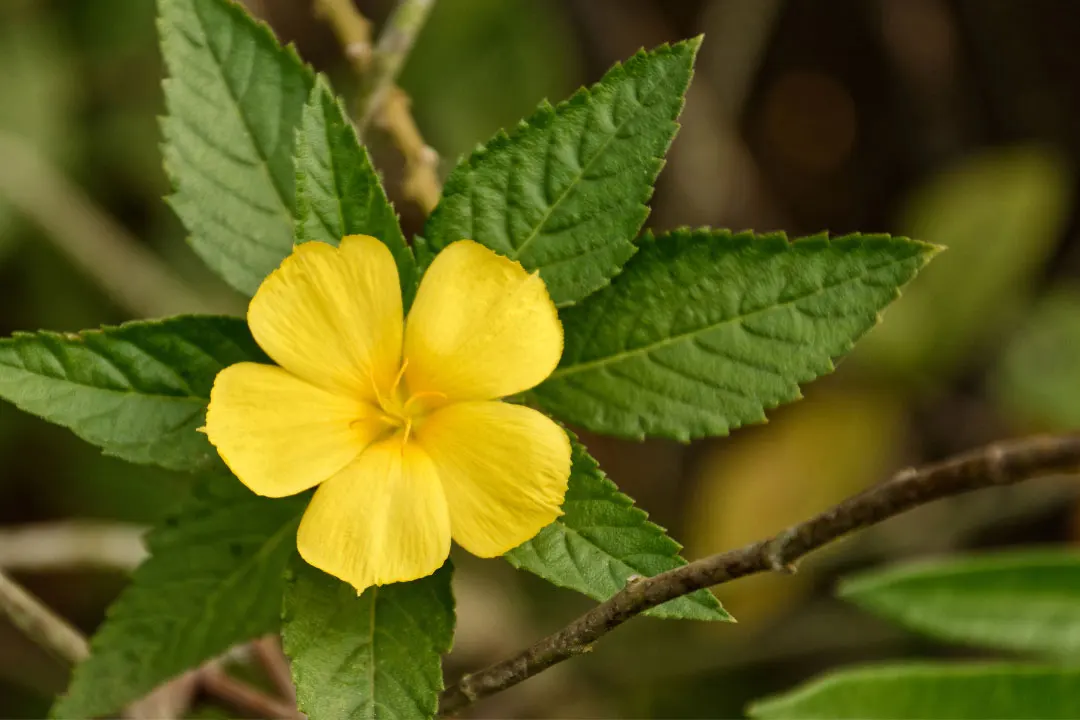 Damiana: Benefits, Dosage, Side Effects, Drug Interactions, and Other ...