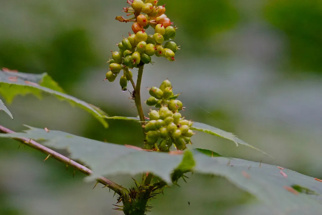 Devil's Club: Benefits, Dosage, Side Effects, Drug Interactions, and ...