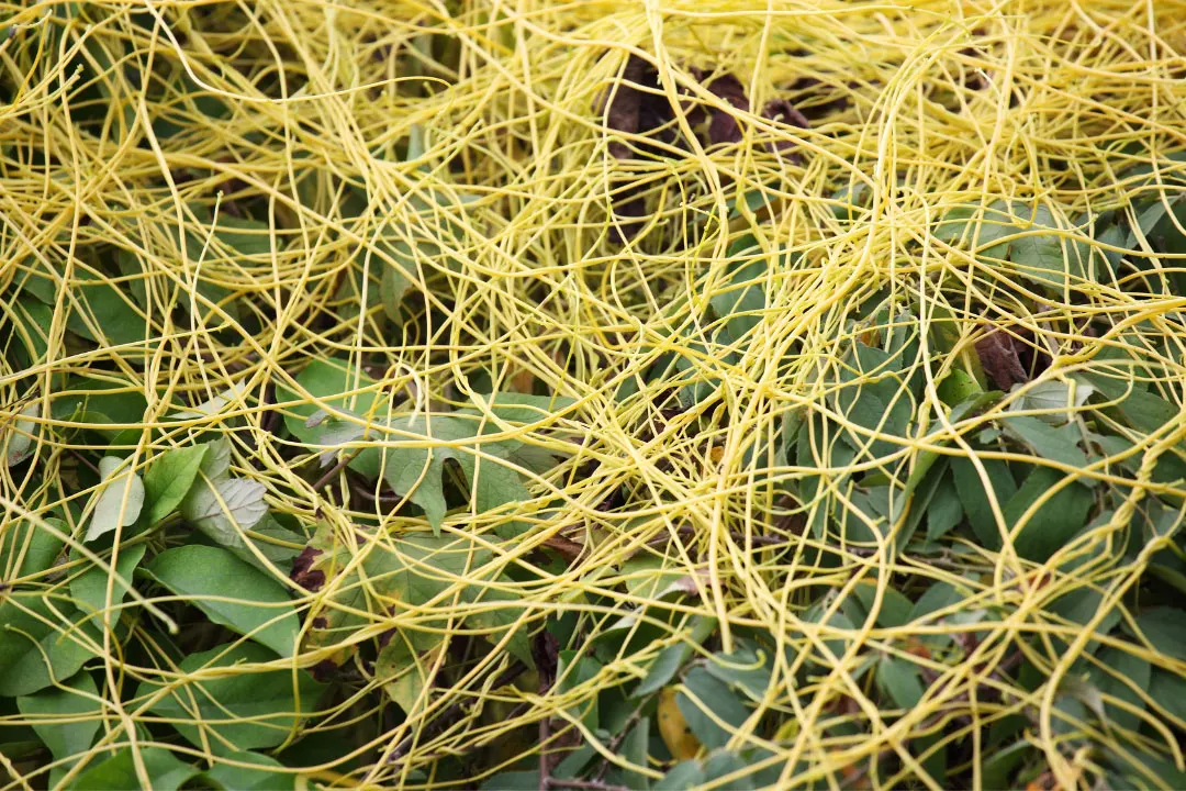 Dodder: Benefits, Dosage, Side Effects, Drug Interactions, and Other ...
