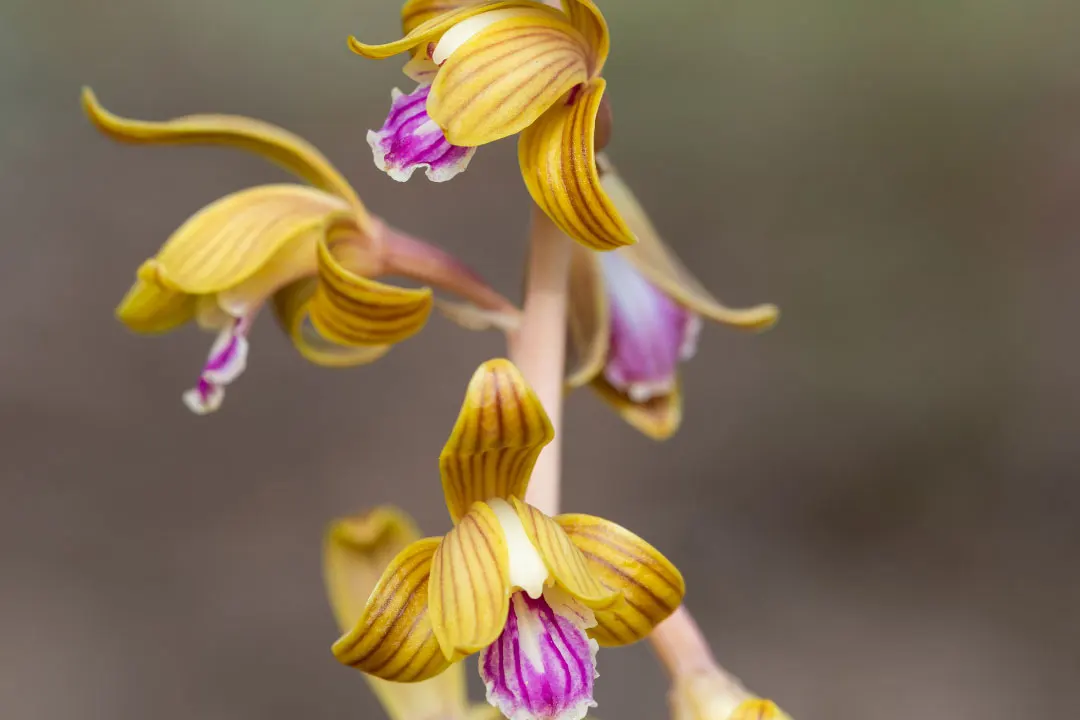 Coral Root: Benefits, Dosage, Side Effects, Drug Interactions, and ...