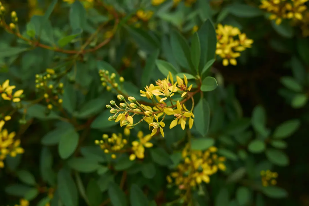 Galphimia Glauca: Benefits, Dosage, Side Effects, Drug Interactions ...