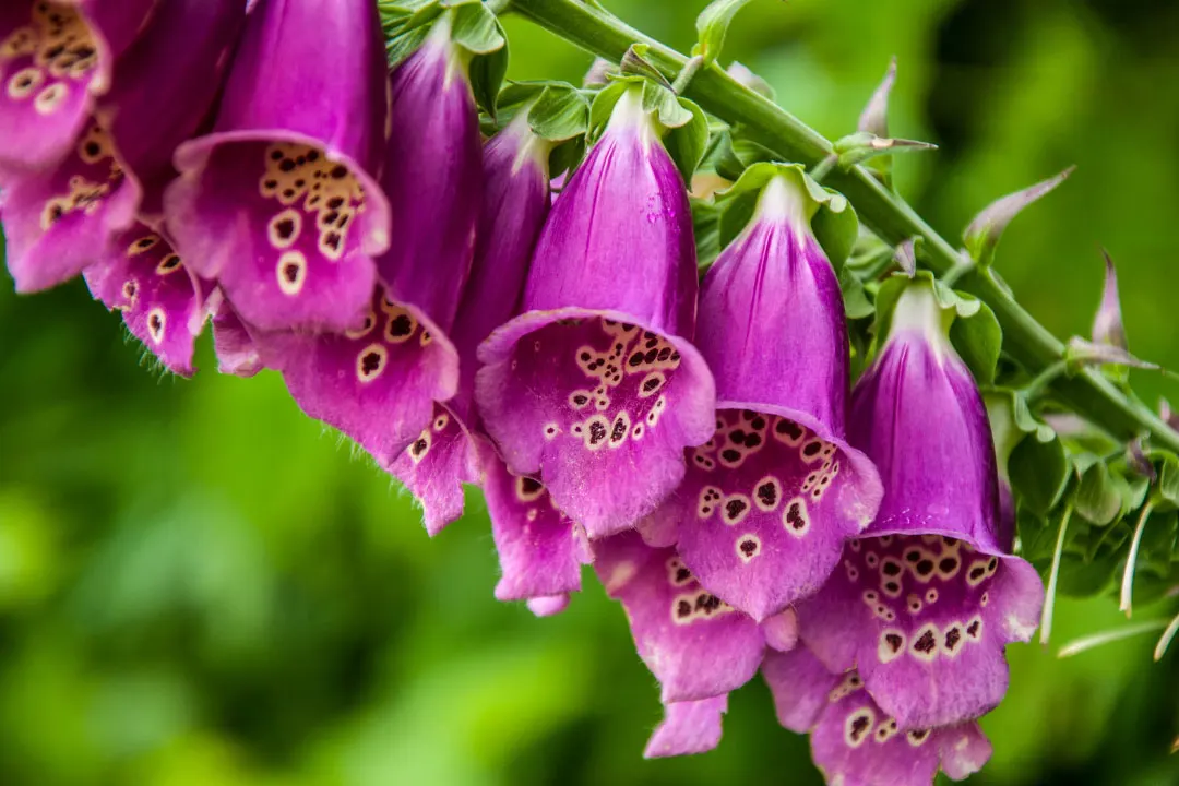 Foxglove: Benefits, Dosage, Side Effects, Drug Interactions, and Other ...