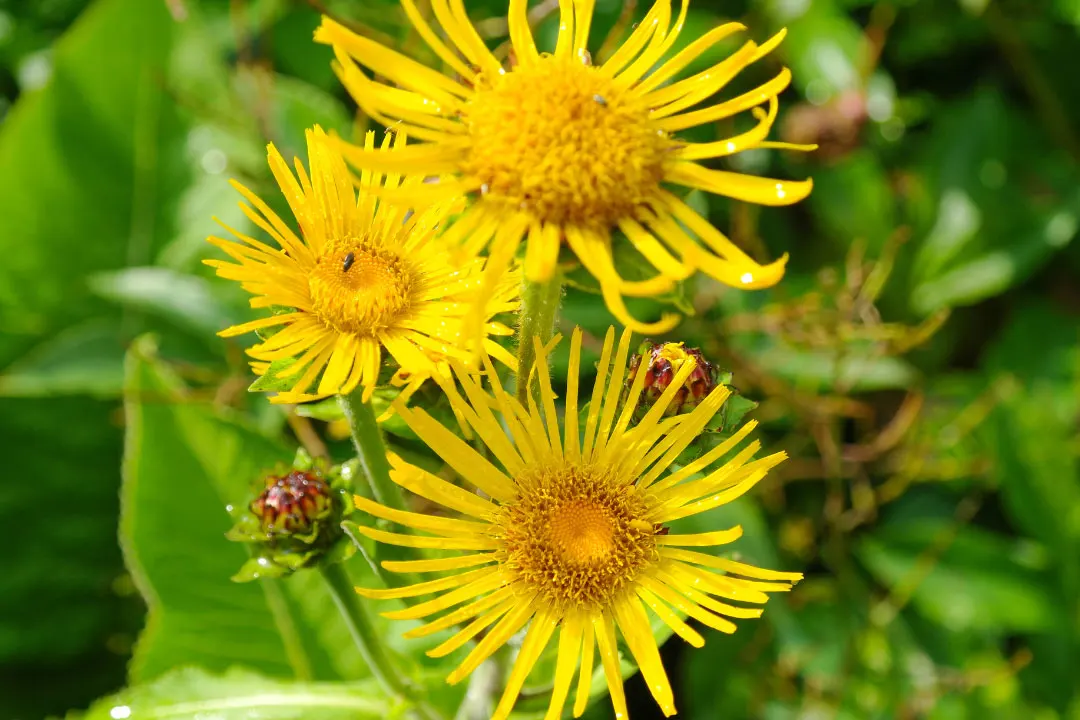 Elecampane: Benefits, Dosage, Side Effects, Drug Interactions, and ...