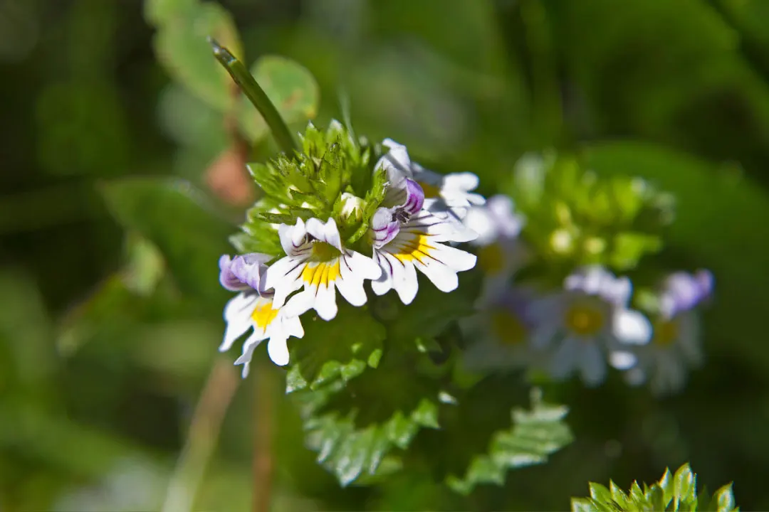 Eyebright: Benefits, Dosage, Side Effects, Drug Interactions, and Other ...