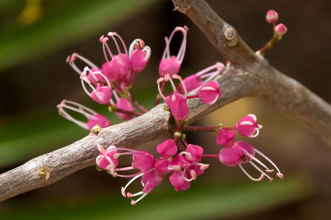 Evodia: Benefits, Dosage, Side Effects, Drug Interactions, and Other ...