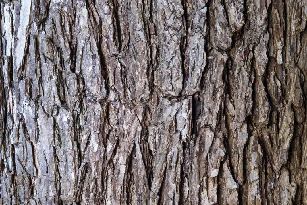 Elm Bark: Benefits, Dosage, Side Effects, Drug Interactions, and Other ...