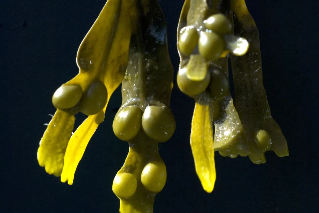 Fucus Vesiculosus: Benefits, Dosage, Side Effects, Drug Interactions ...