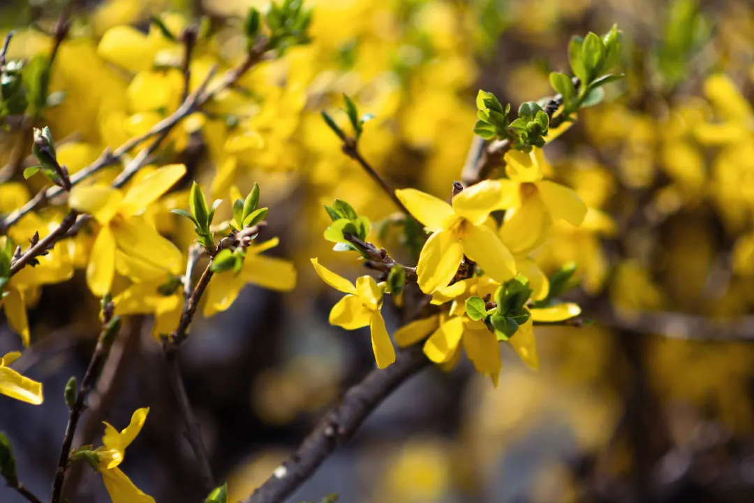 Forsythia: Benefits, Dosage, Side Effects, Drug Interactions, and Other ...