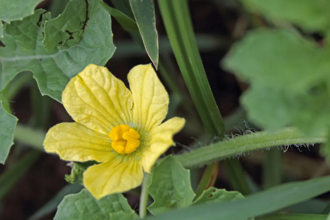 Fadogia Agrestis: Benefits, Dosage, Side Effects, Drug Interactions ...