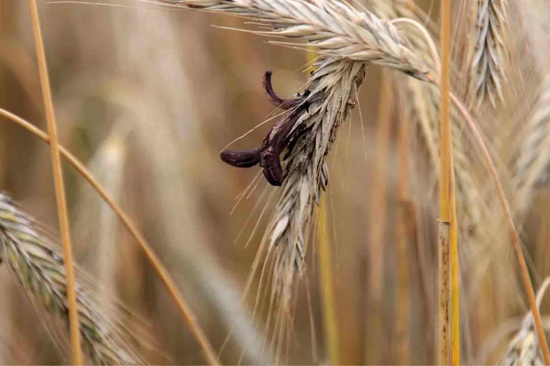 Ergot: Benefits, Dosage, Side Effects, Drug Interactions, and Other ...