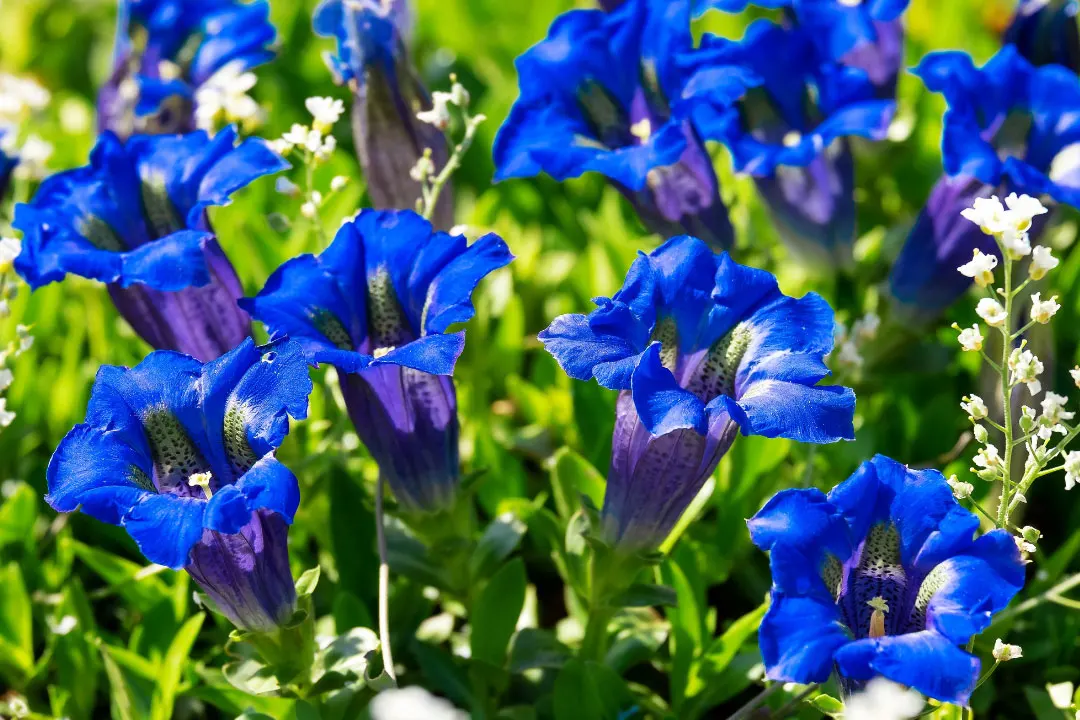 Gentian: Benefits, Dosage, Side Effects, Drug Interactions, and Other ...