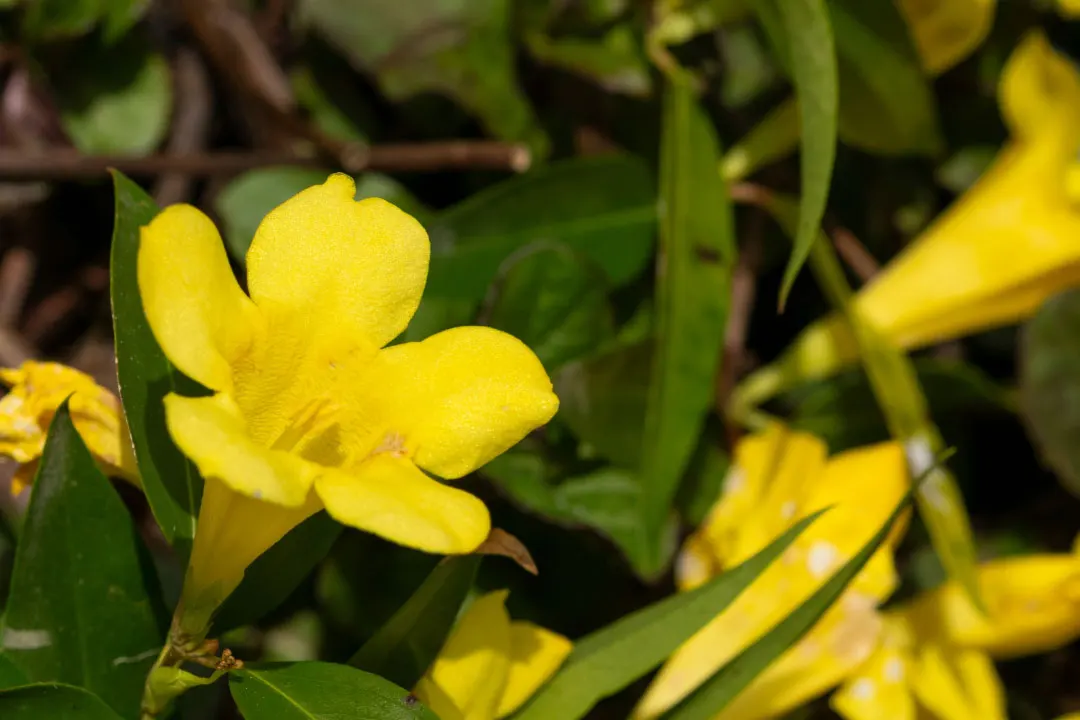 Gelsemium: Benefits, Dosage, Side Effects, Drug Interactions, and Other ...