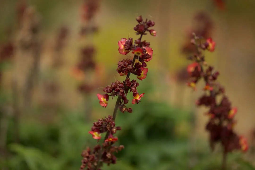 Figwort: Benefits, Dosage, Side Effects, Drug Interactions, and Other ...