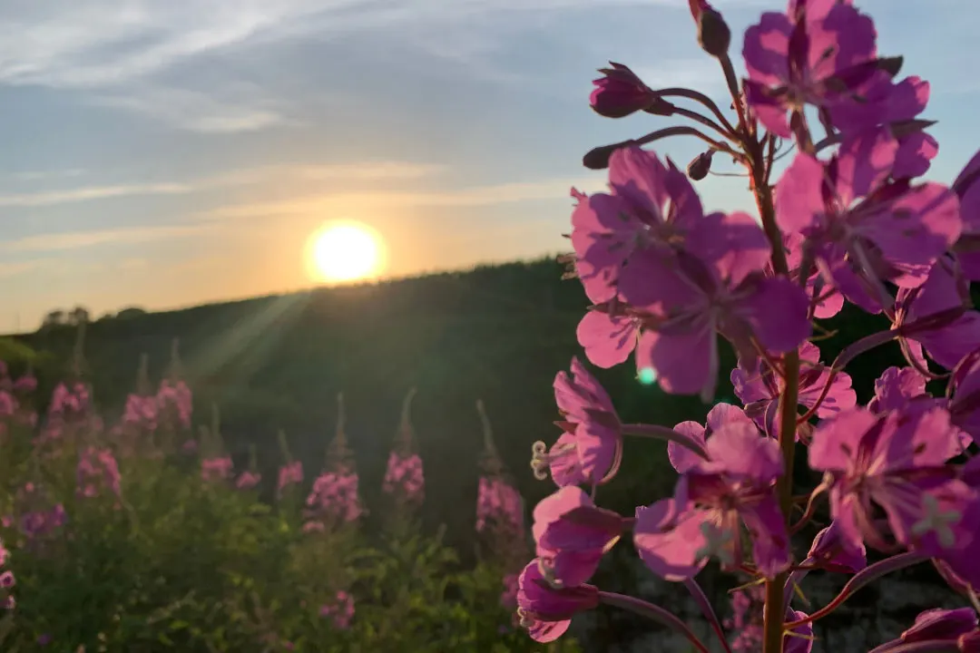 Fireweed: Benefits, Dosage, Side Effects, Drug Interactions, and Other ...