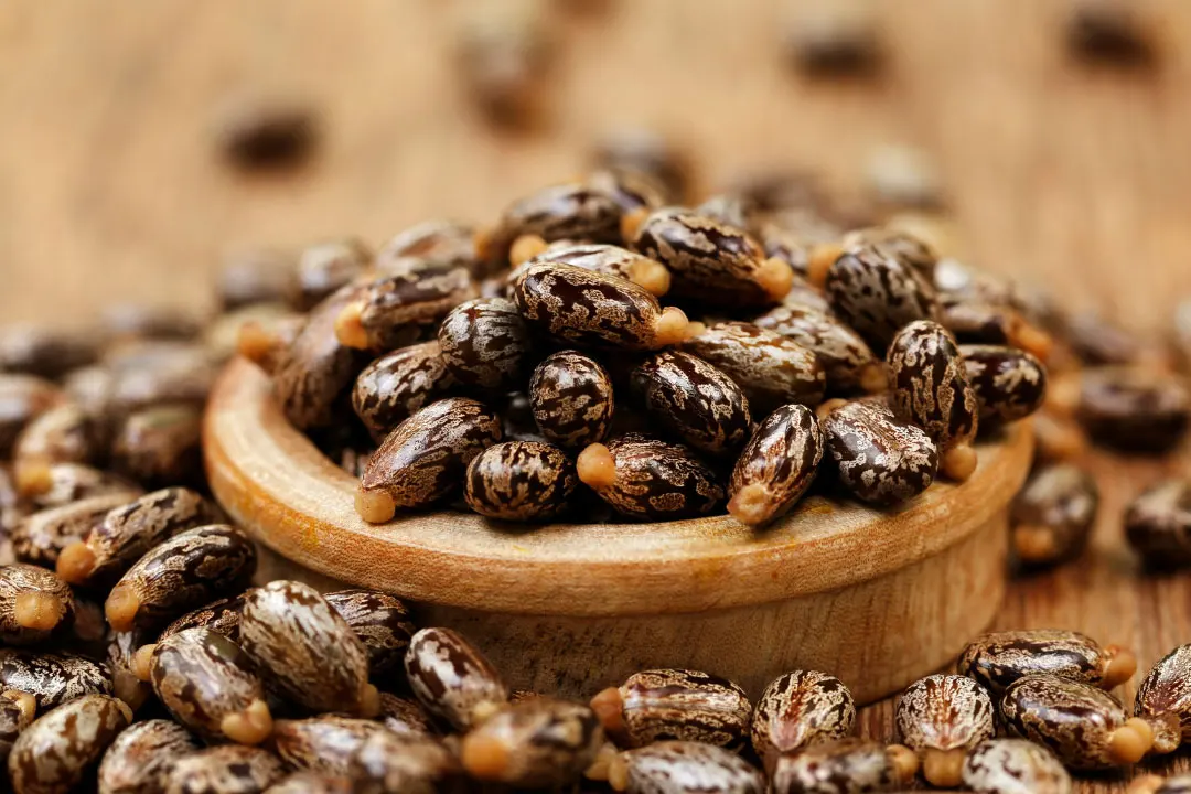 Castor Bean: Benefits, Dosage, Side Effects, Drug Interactions, and ...
