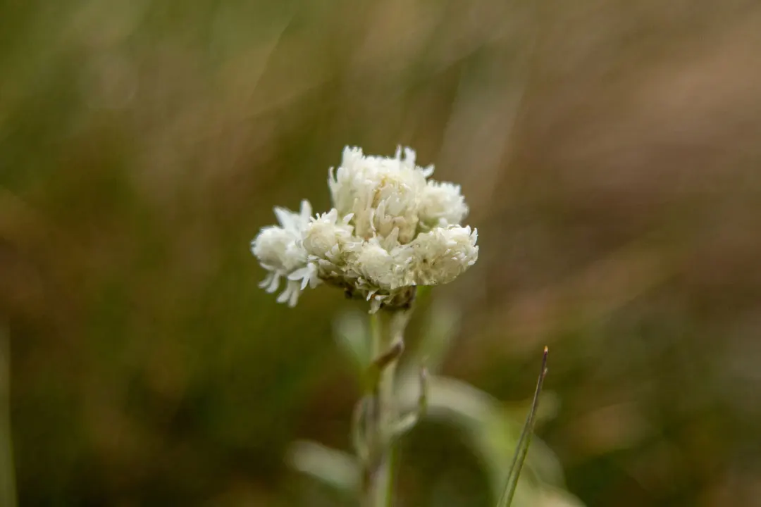 Cat's Foot: Benefits, Dosage, Side Effects, Drug Interactions, and ...