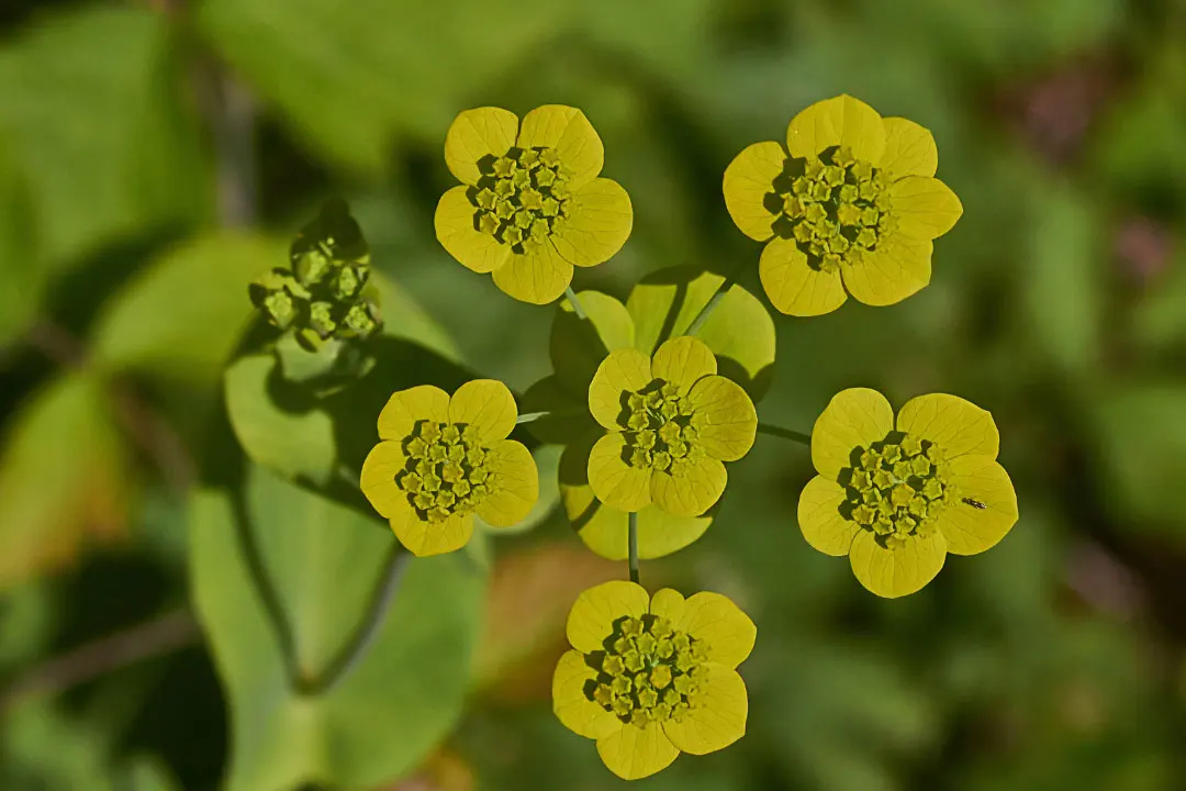 Bupleurum: Benefits, Dosage, Side Effects, Drug Interactions, and Other ...