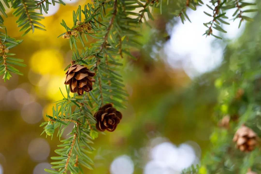 Eastern Hemlock: Benefits, Dosage, Side Effects, Drug Interactions, and ...