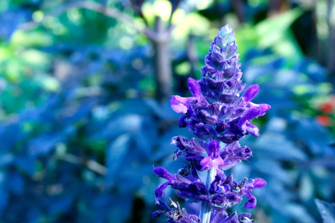 Bugleweed: Benefits, Dosage, Side Effects, Drug Interactions, and Other ...