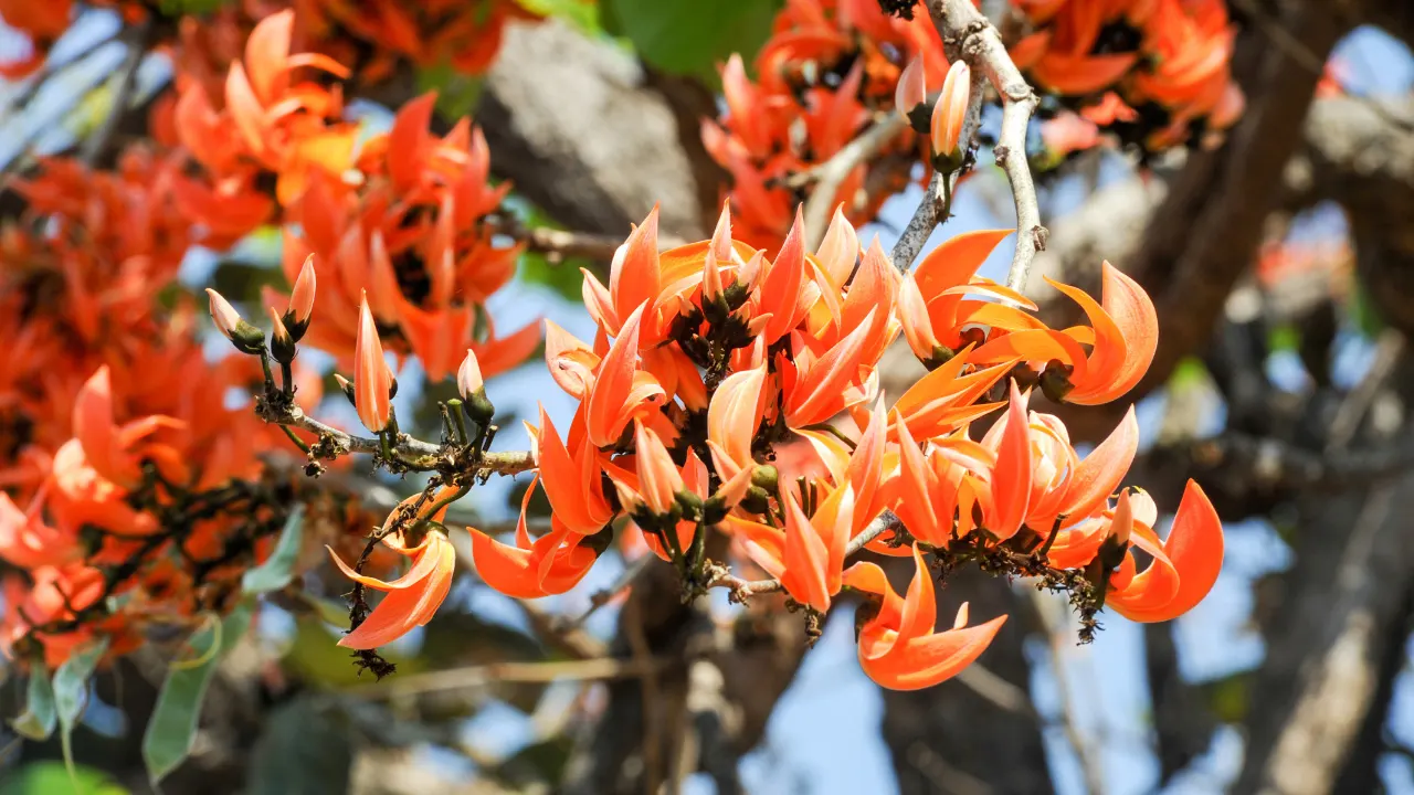 Butea Superba: Benefits, Dosage, Side Effects, Drug Interactions, and ...