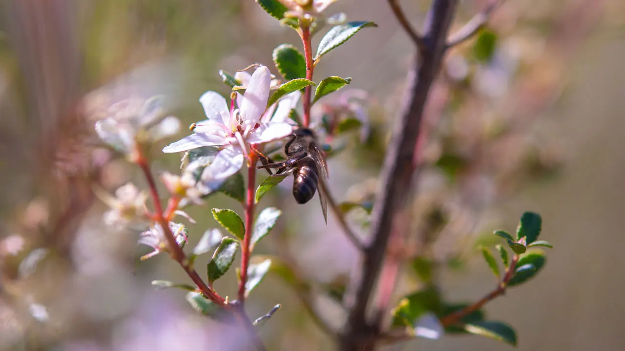 Buchu: Benefits, Dosage, Side Effects, Drug Interactions, and Other ...