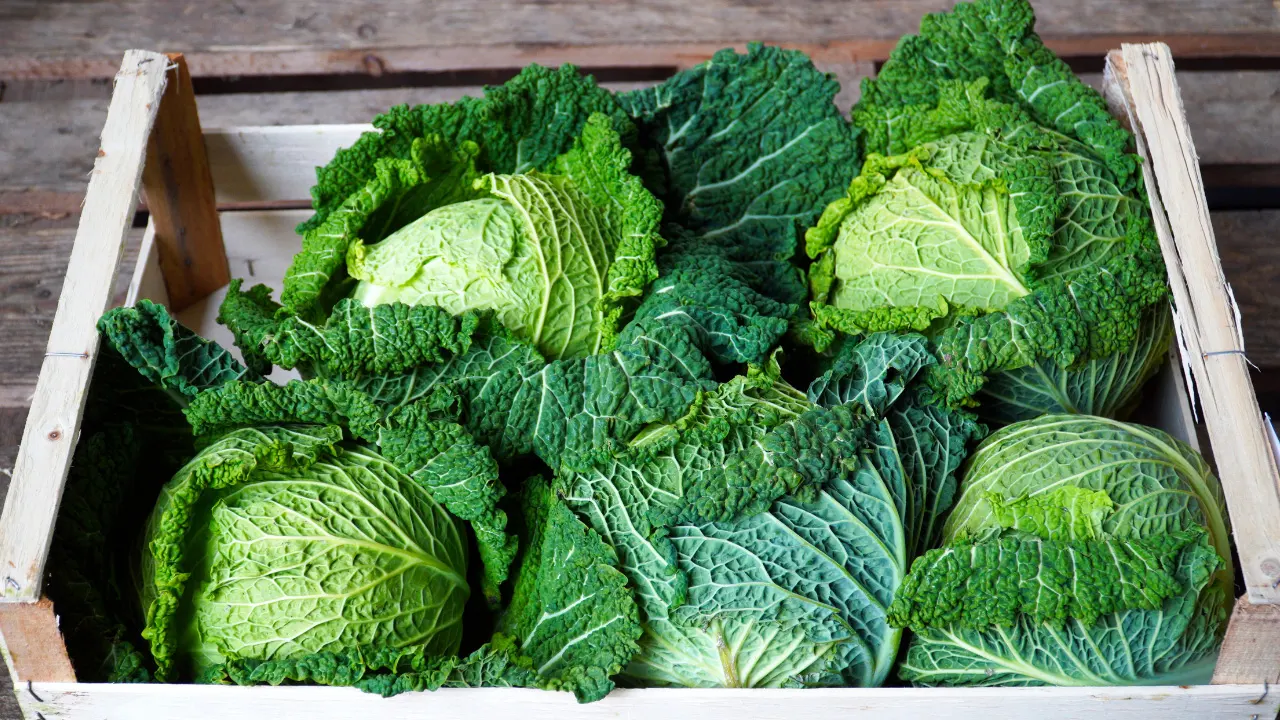 Cabbage: Benefits, Dosage, Side Effects, Drug Interactions, and Other ...