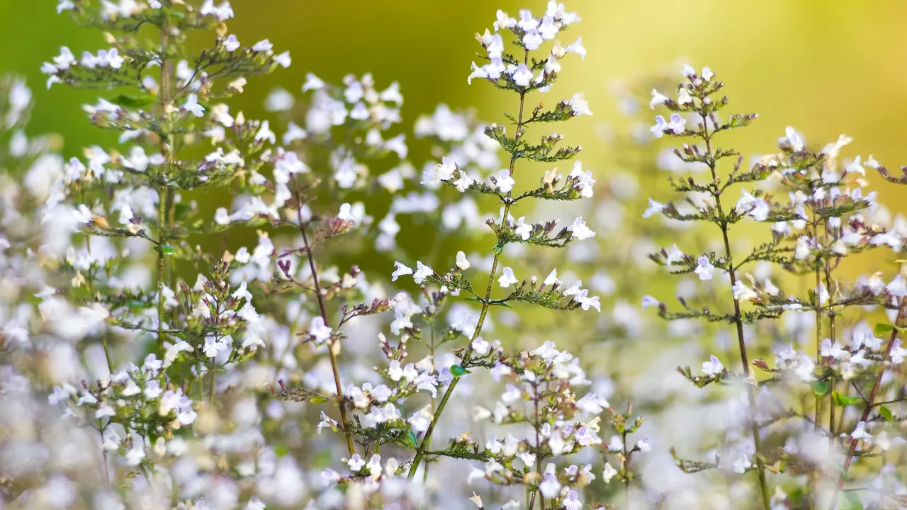 Calamint: Benefits, Dosage, Side Effects, Drug Interactions, and Other ...