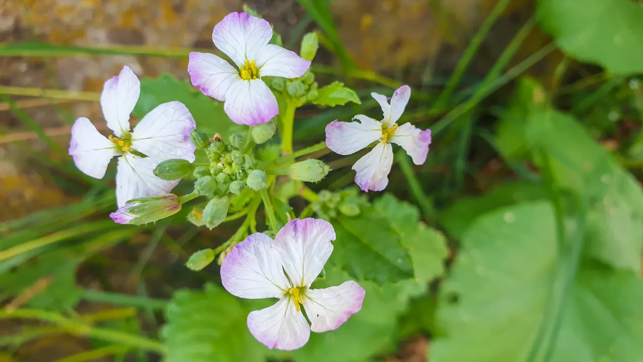 Wild Radish: Benefits, Dosage, Side Effects, Drug Interactions, And ...