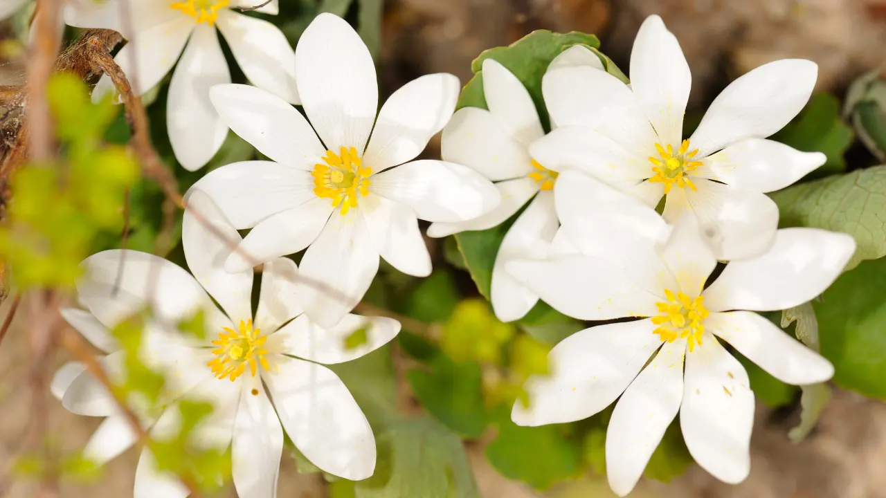 Bloodroot: Benefits, Dosage, Side Effects, Drug Interactions, And Other ...