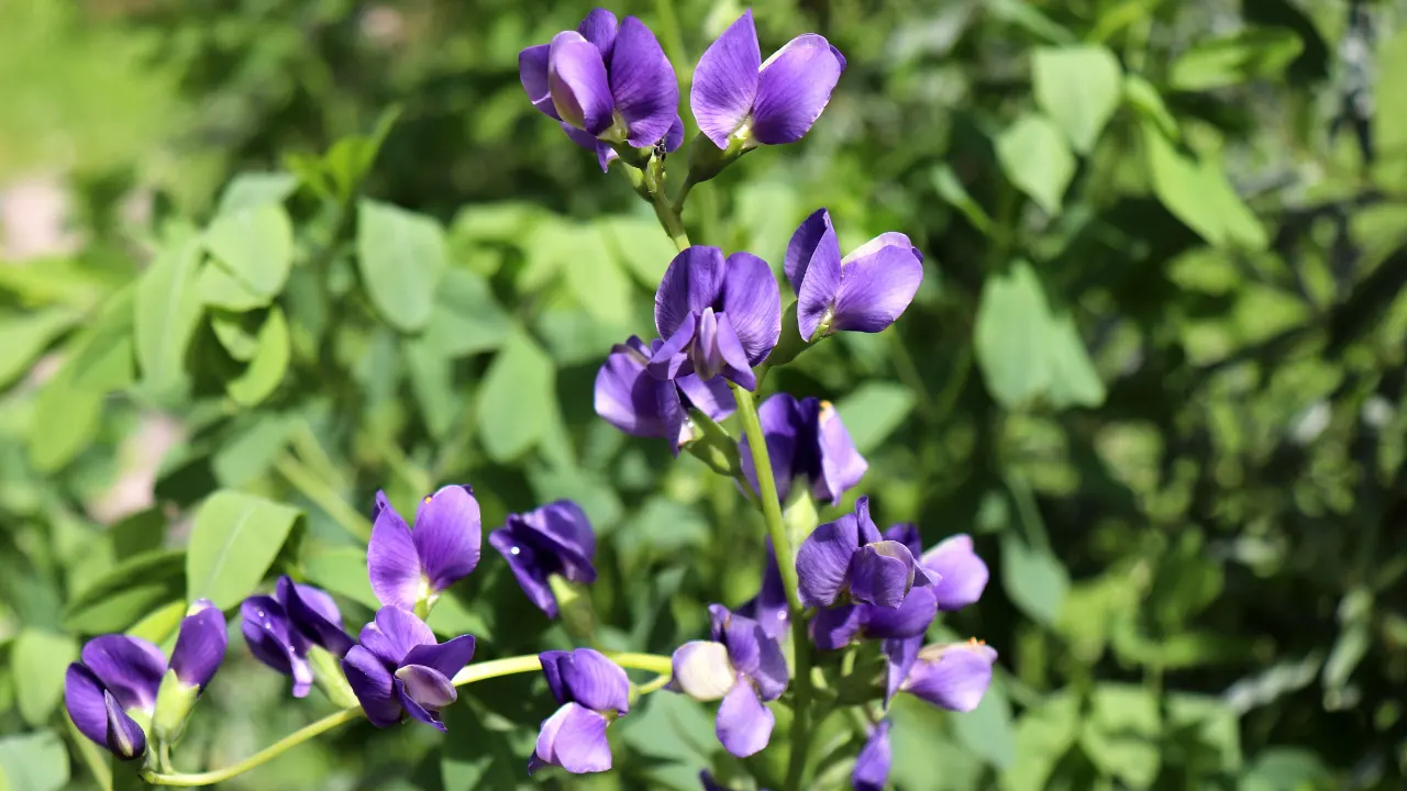 Wild Indigo: Benefits, Dosage, Side Effects, Drug Interactions, And ...