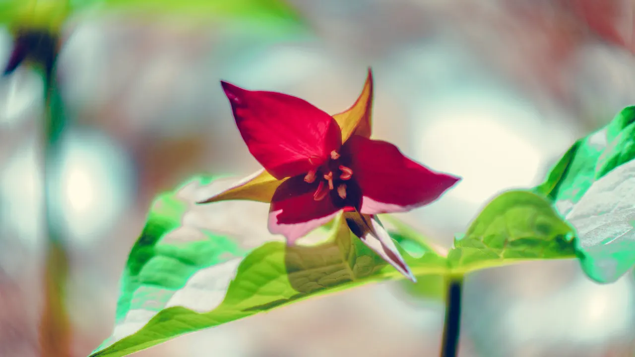 Beth Root: Benefits, Dosage, Side Effects, Drug Interactions, And Other ...