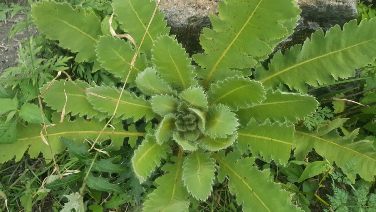 Wild Lettuce: Benefits, Dosage, Side Effects, Drug Interactions, And ...